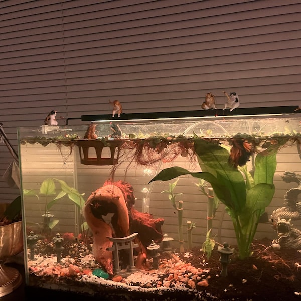 Floating Shrimp Dock Feeder: Aquarium Feeding Station - Etsy