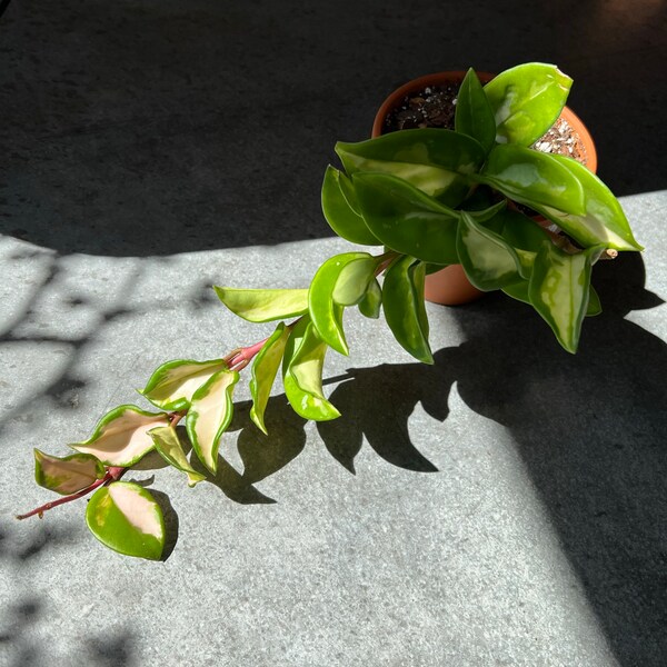 Neon Pothos Plant - Etsy