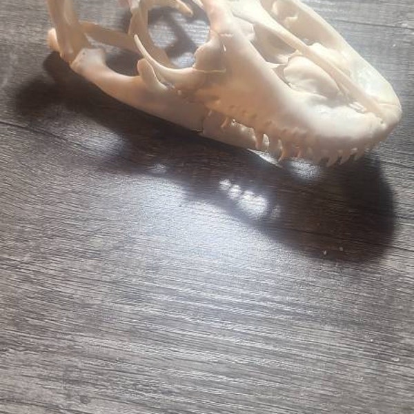 Puma or Mountain Lion Skull Replica (museum Quality) - Etsy