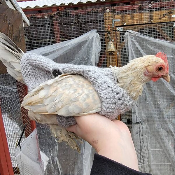 Knit Chicken Sweaters (medium Weight) - Hen Clothing - Poultry ...