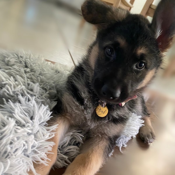 Microchip Dog Tag, Custom Dog Tag, Microchipped, Pet Tag, Dog ID Tag ...