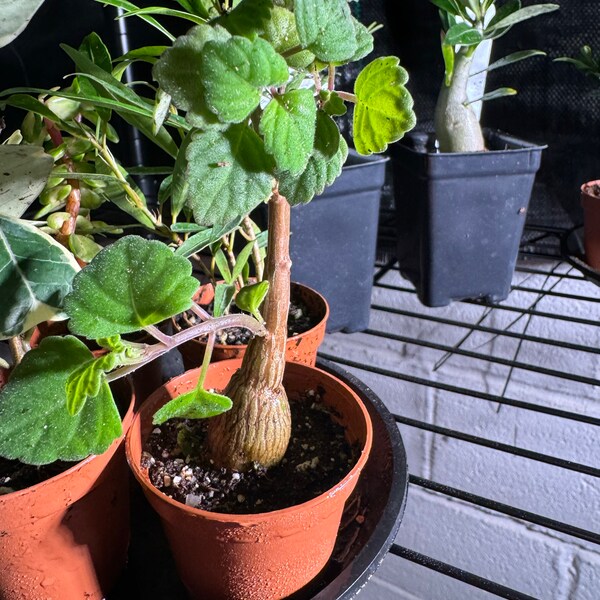 Bonsai Mint plectranthus Ernstii Caudex - Etsy