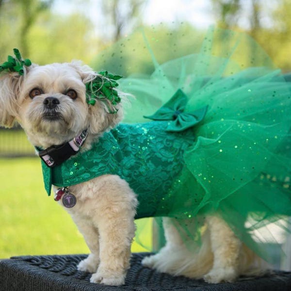 Seafoam Green Dog Suit, Pet Tuxedo Jacket Perfect for Weddings and ...
