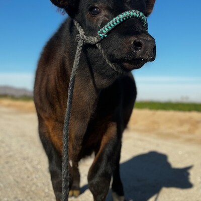 Cattle Rope Halter - Etsy