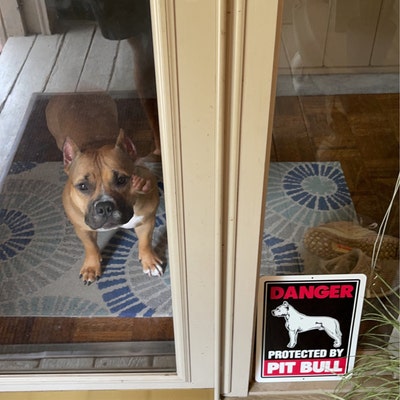 Pitbull Sign Danger Protected by Pit Bull 9 X 12 Inch Beware of Dog ...