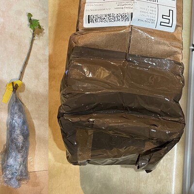 1 Fall Gold Raspberry Rooted Plant. Zones 3-8. Gold Colored - Etsy