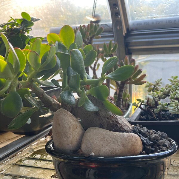 Rare Jade Crassula Ovata Stump: 25-year-old Live Succulent, Friendship ...