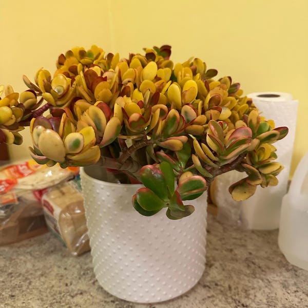 Euphorbia Ammak Variegated, All Cactus Are Now 18-25" Tall, Golden ...