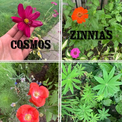 PERENNIAL Hollyhock CHATER'S Double Triumph Mix 20 Seeds Althea Rosea ...