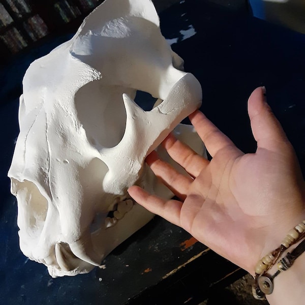 Large Male AFRICAN LION SKULL Replica Taxidermy Home Decor Interior ...