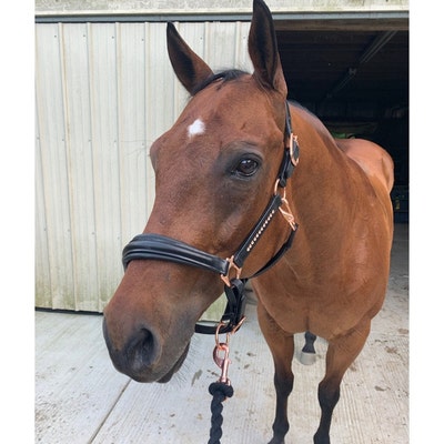 Leather Halter Rose Gold, Black Head Collar Horse, Show Halter Rose ...