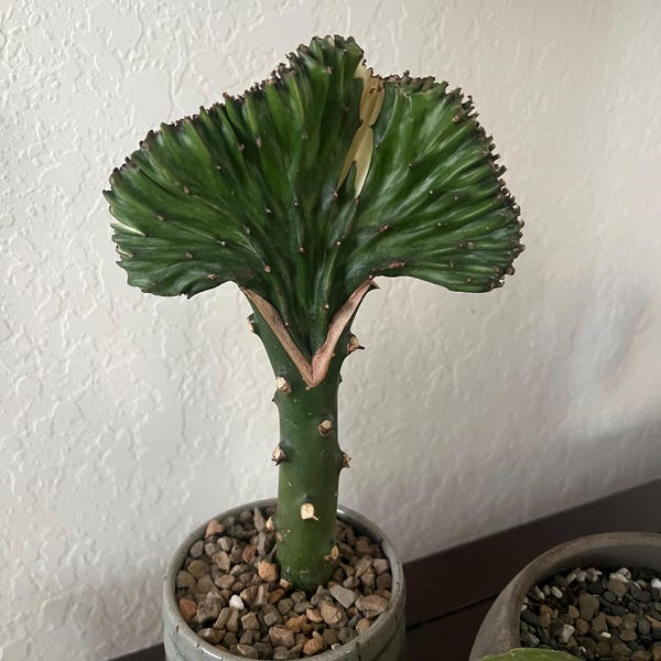 Tylecodon Paniculatus Bonsai Tree Cactus Plant Succulent-easy to Grow ...