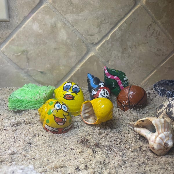 Millipede Spider Conch Shell Lambis Millepeda Spike Legs Pointed Spines ...