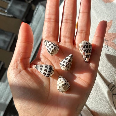 Small Hebrew Cone Seashells Conus Ebraeus 5 Shells Approx. 0.75 Inches ...