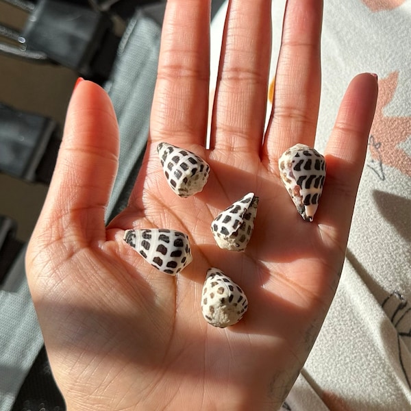 Small Hebrew Cone Seashells Conus Ebraeus (5 Shells Approx. 0.75 ...
