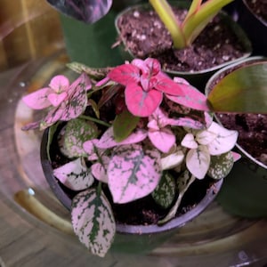 LIVE Polka Dot Plant, Splash Plant Hypoestes Mixed, Confetti Colorful 4 ...