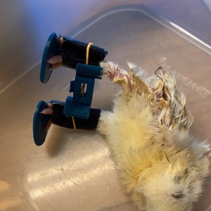 Duck Splint/ Chicken Splints Large-multiple Size Options - Etsy