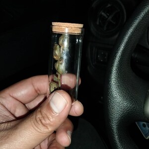 Real Pollinator Insect in Vial YOUR CHOICE Dried Bee Variety Dried ...