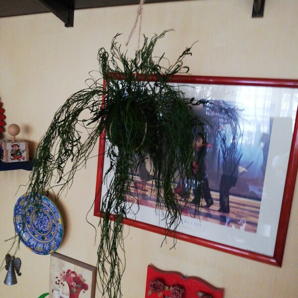 Mini Moss Wall Art in Miniature Embroidery Hoop Long Lasting Eco Gift ...