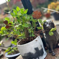 Rusted Metal Flower and Plant Bouquet for Garden Decor Rustic Metal Art ...