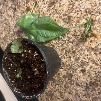 Spider Man Monstera amydrium Silver 4 Pot ALL PLANTS Require You to ...