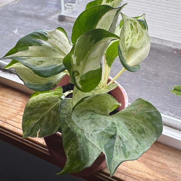 Starter Plant Thanksgiving/ Holiday Cactus "limelight Dancer" in a 3 ...