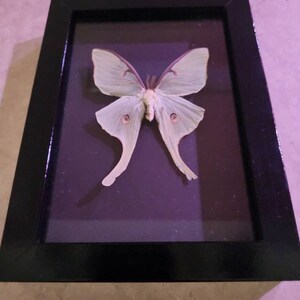 Mouthwashing Pony Express Logo Sticker - Etsy