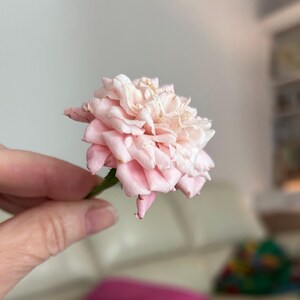 Rare New Rose. Red Juicy Terrazza. 红果汁flower Machine. Continue Blooming ...