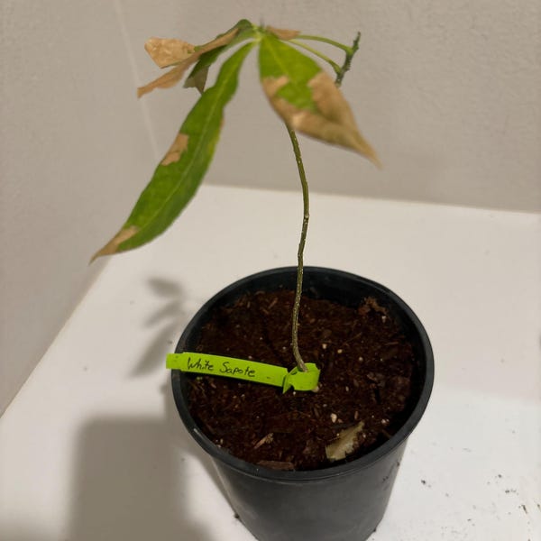 Cacao Tree Starter Plant – Live Tropical Fruit Tree (theobroma Cacao ...