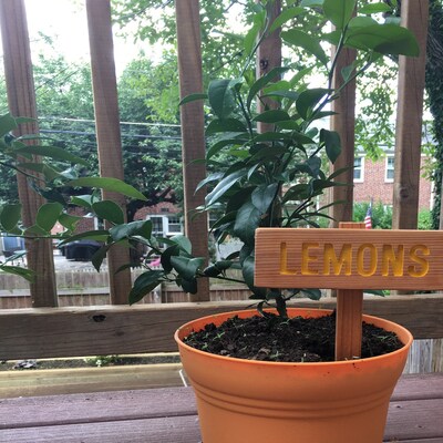 LEMONS Rustic Tree Sign, Hand Routed, Citrus Tree Marker, Yellow Garden ...