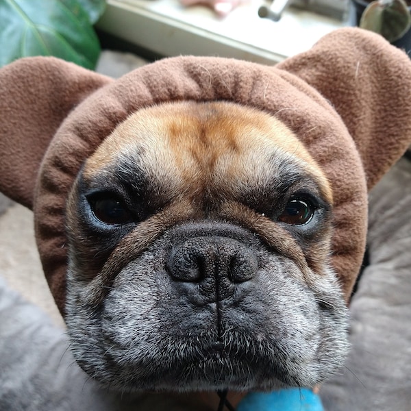 Frenchiestore Organic Dog Frenchie Ear Hoodie | Teddy Bear - Etsy