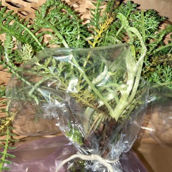 Micro Pepper Hot Pops Purple Ornamental Chili Pepper 15 Seeds - Etsy