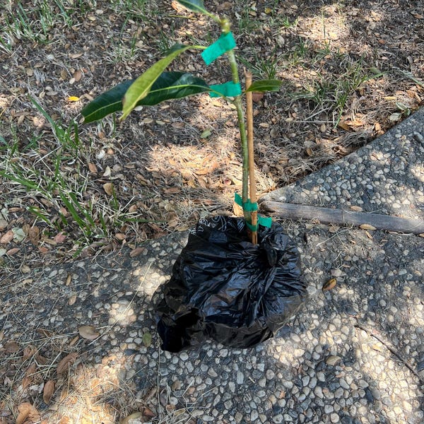 Barbados Cherry (sơ Ri Gò Công) - 2 to 3 Feet Tall - Ship in 3 Gal Pot ...