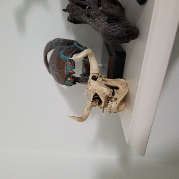 Alien Skull predator 2 1/6 Scale trophy Skull - Etsy