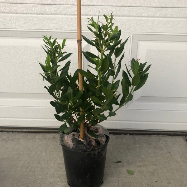 Dwarf Marina Strawberry Tree-1ft Tall Ship in 6" Pot - Etsy