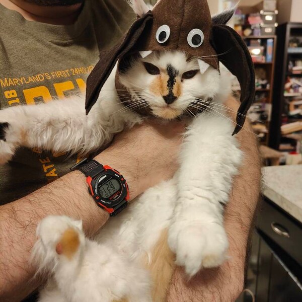 Boo Bat Cat Dog and Small Pet Hat Costume Made With Brown Felt Googly ...