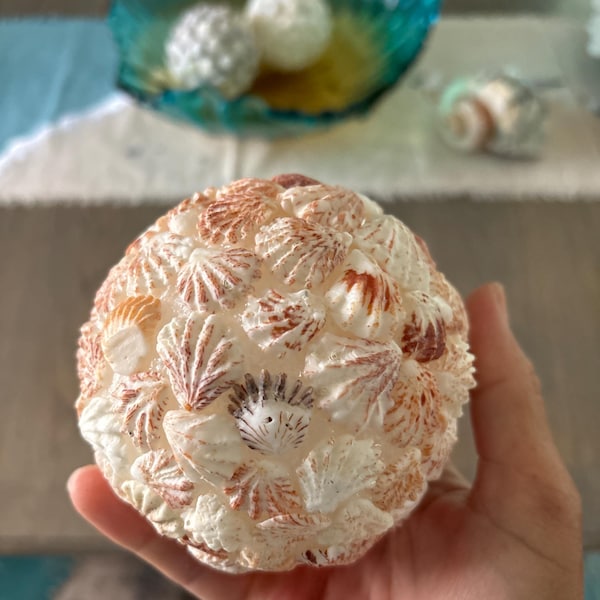 FLORIDA COMMON AUGER Cone Sea Shells 10-100pcs Wedding Craft Beach ...