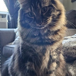 Cat Collar Steampunk Victorian Stripes or Floral With - Etsy