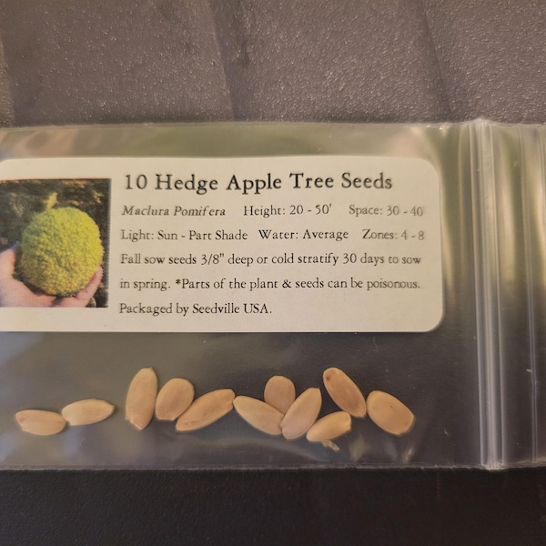 10 HEDGE APPLE Osage Orange Horse Apple Monkey Ball Maclura Pomifera ...