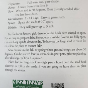 Cherokee, North Georgia Candy Roaster Squash . Cucurbita Maxima - Etsy