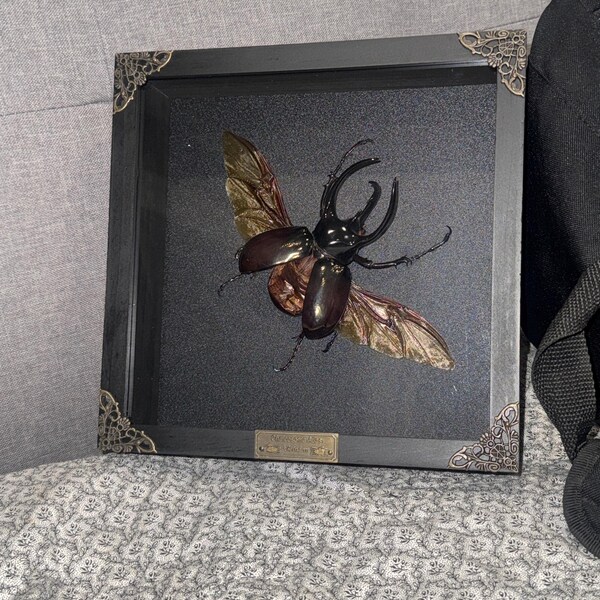 Real Framed Giant Actias Luna Moth 3D Floating Shadow Box Insect Oddities Home Gothic Wall ...