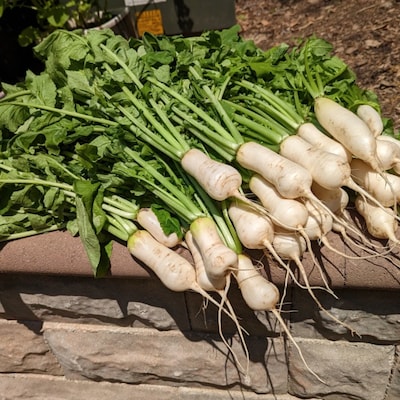 대파 100 Seeds / Korean Welsh Onion Seeds Seeds, Big Green Onion, Korean ...