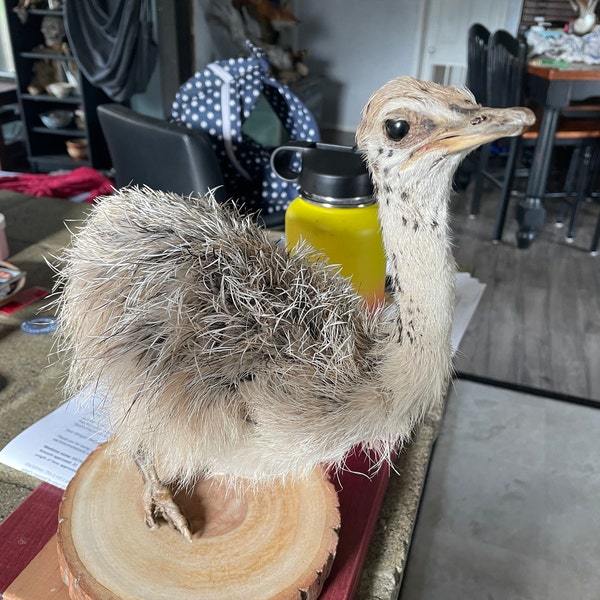Real Ostrich Skull Taxidermy Specimen - Etsy