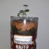 Cold Hardy Chili Pepper Seeds - Capsicum Flexuosum, Aka February Fire ...