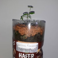 Cold Hardy Chili Pepper Seeds - Capsicum Flexuosum, Aka February Fire ...