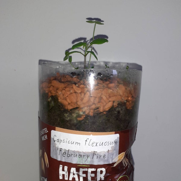 Cold Hardy Chili Pepper Seeds - Capsicum Flexuosum, Aka February Fire ...