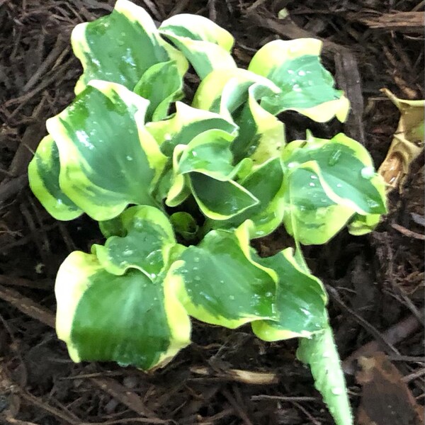 Hosta ‘munchkin Fire’ - Dwarf Gold Hosta - Perennial - Etsy