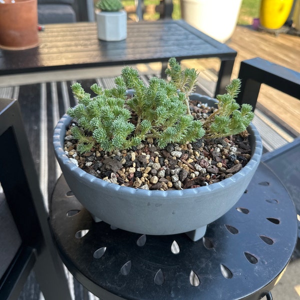 Mini Joshua Tree Succulent 4" Pot Thick and Full - Sedum Multiceps ...
