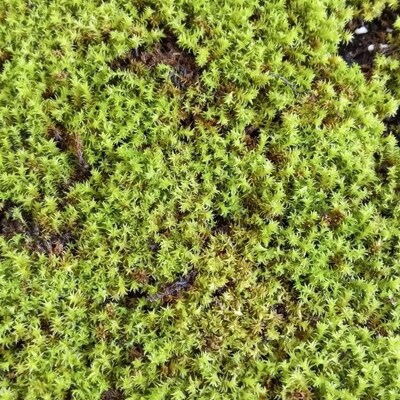 Live Clean and High Quality Planted Sheet Moss & Cushion Moss - Etsy Canada