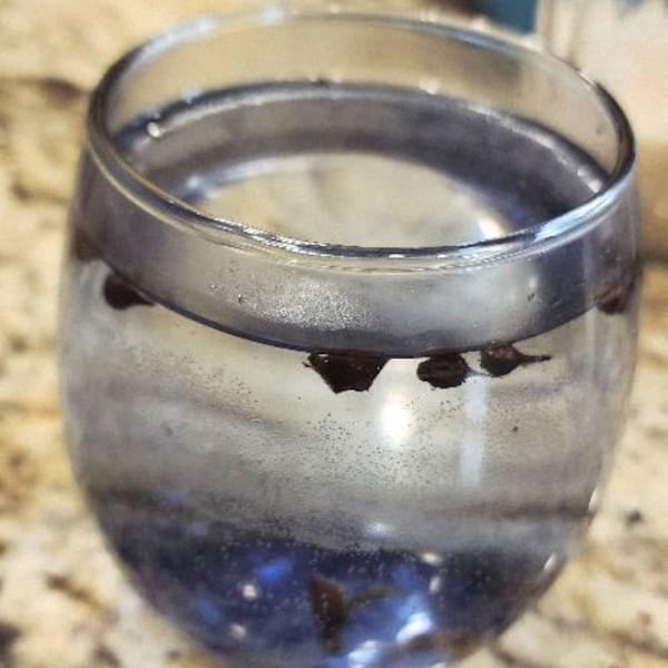 Organic Manuka Tea Tree Seeds (leptospermum Scoparium) Tea Bush, Manuka ...